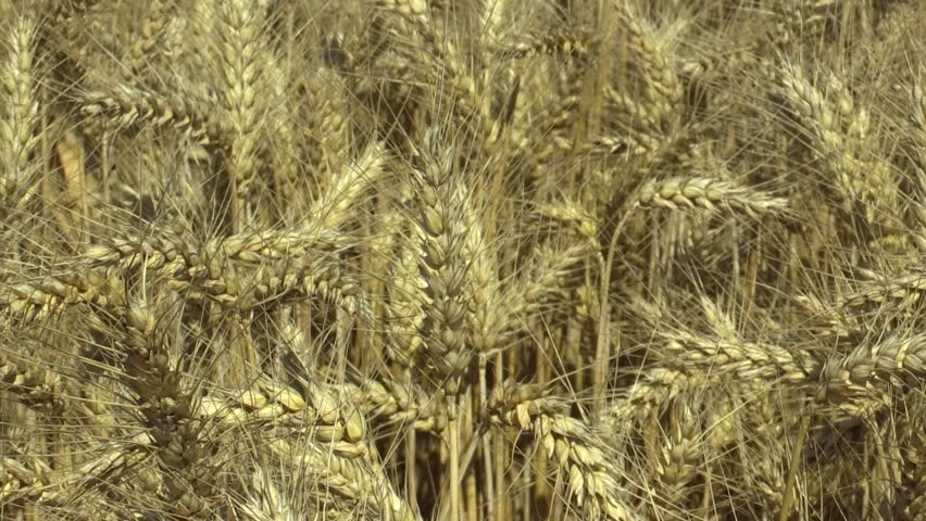 Project on durum wheat to improve reference collections - Euroseeds