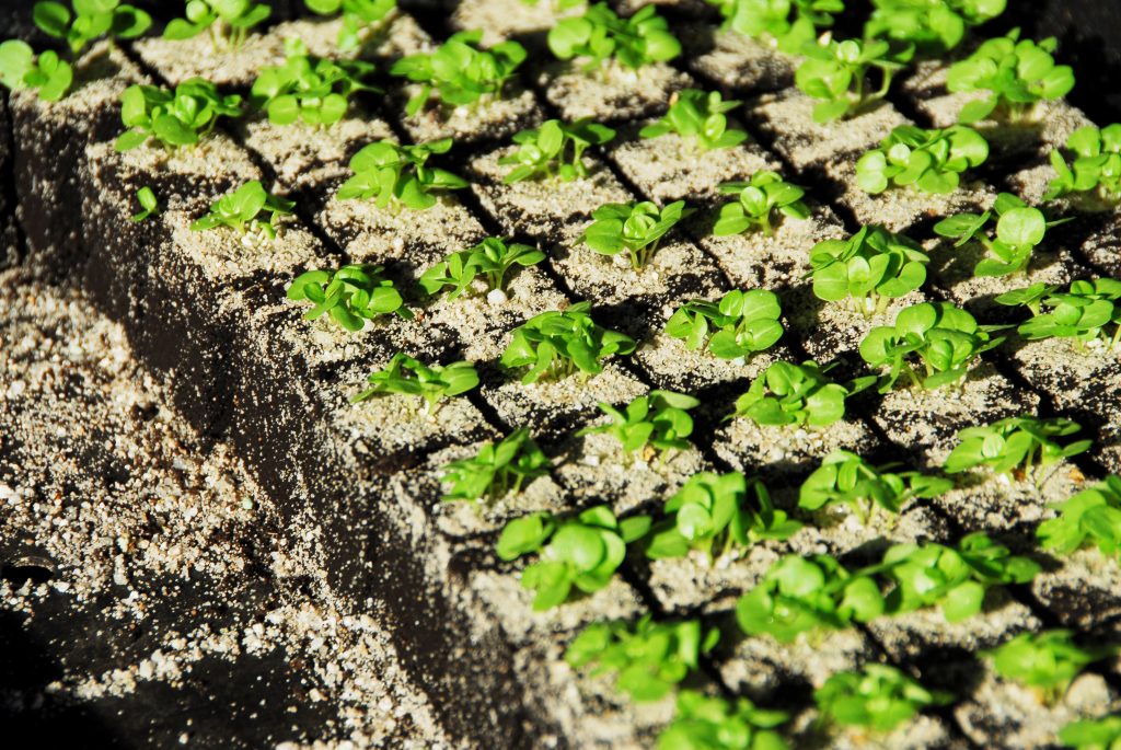 New Implementation Guide on the EU Plant Health Regulation - Euroseeds