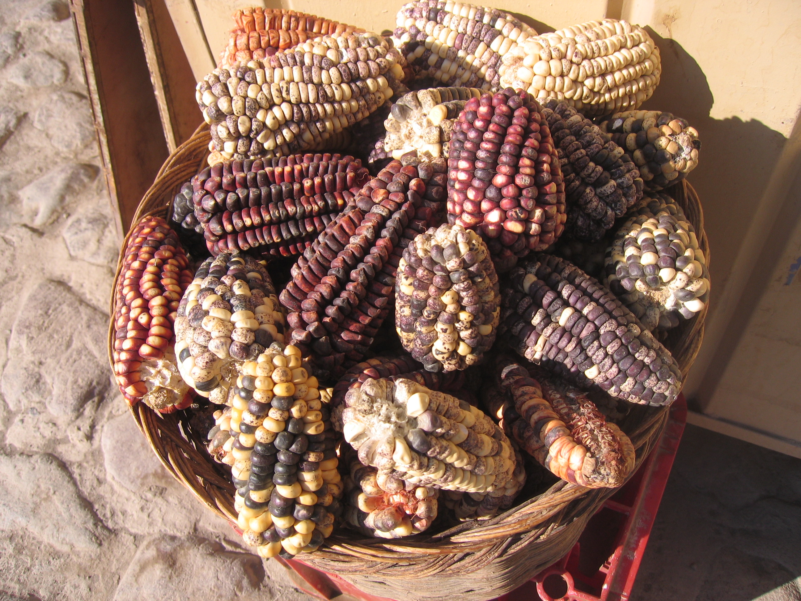 More on Seeding Benefits - Euroseeds