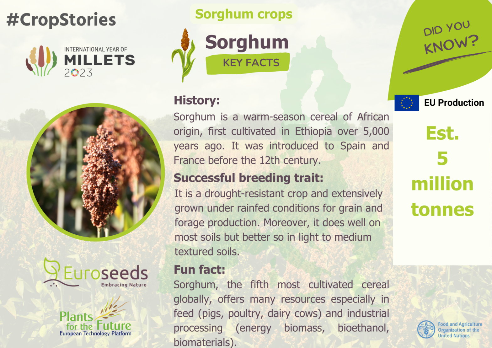 Let's welcome the International Year of Millets! - Euroseeds