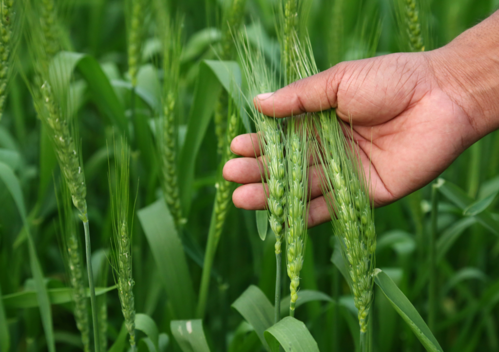 European Parliament COMENVI Committee backs NGT compromise - Euroseeds