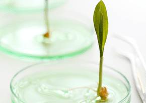 Euroseeds welcomes COMENVI approval of NGT Regulation compromise ...