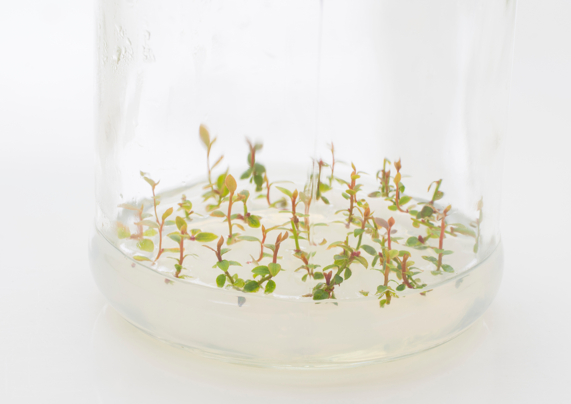 Home - Euroseeds