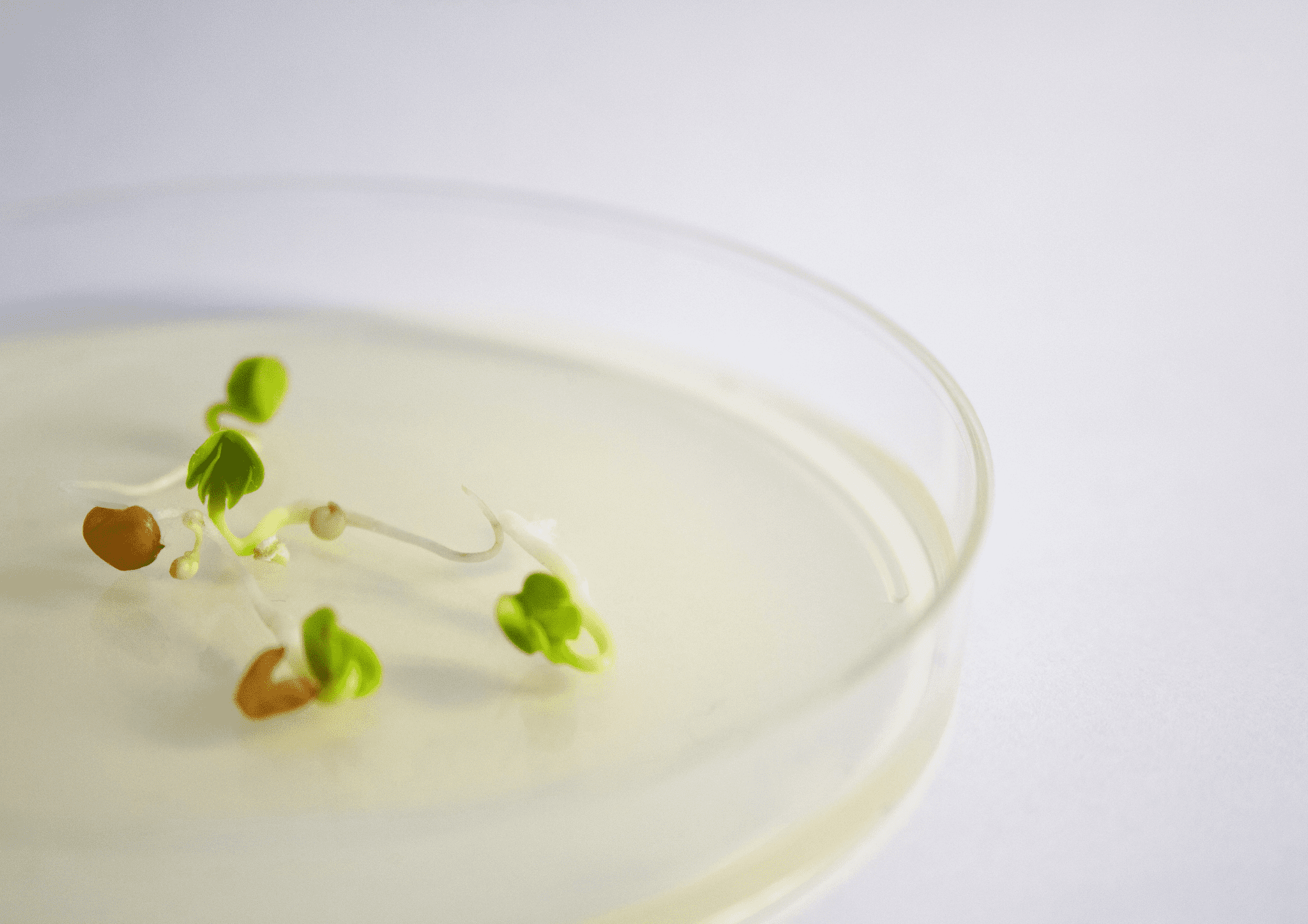 Euroseeds welcomes Coreper outcome and calls for a forward-looking ...