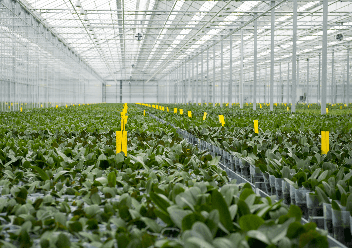 Moving towards precision breeding: UK enables plant breeding innovation ...