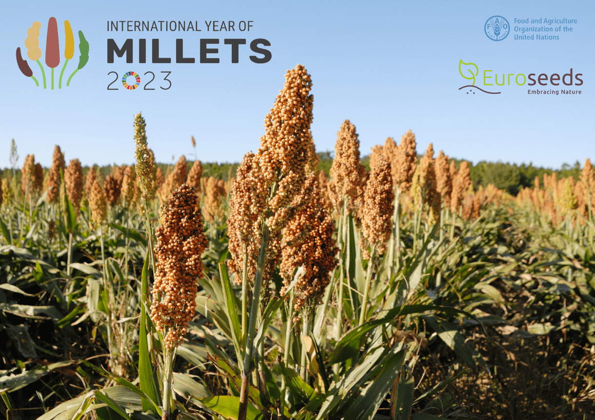 Let's welcome the International Year of Millets! - Euroseeds