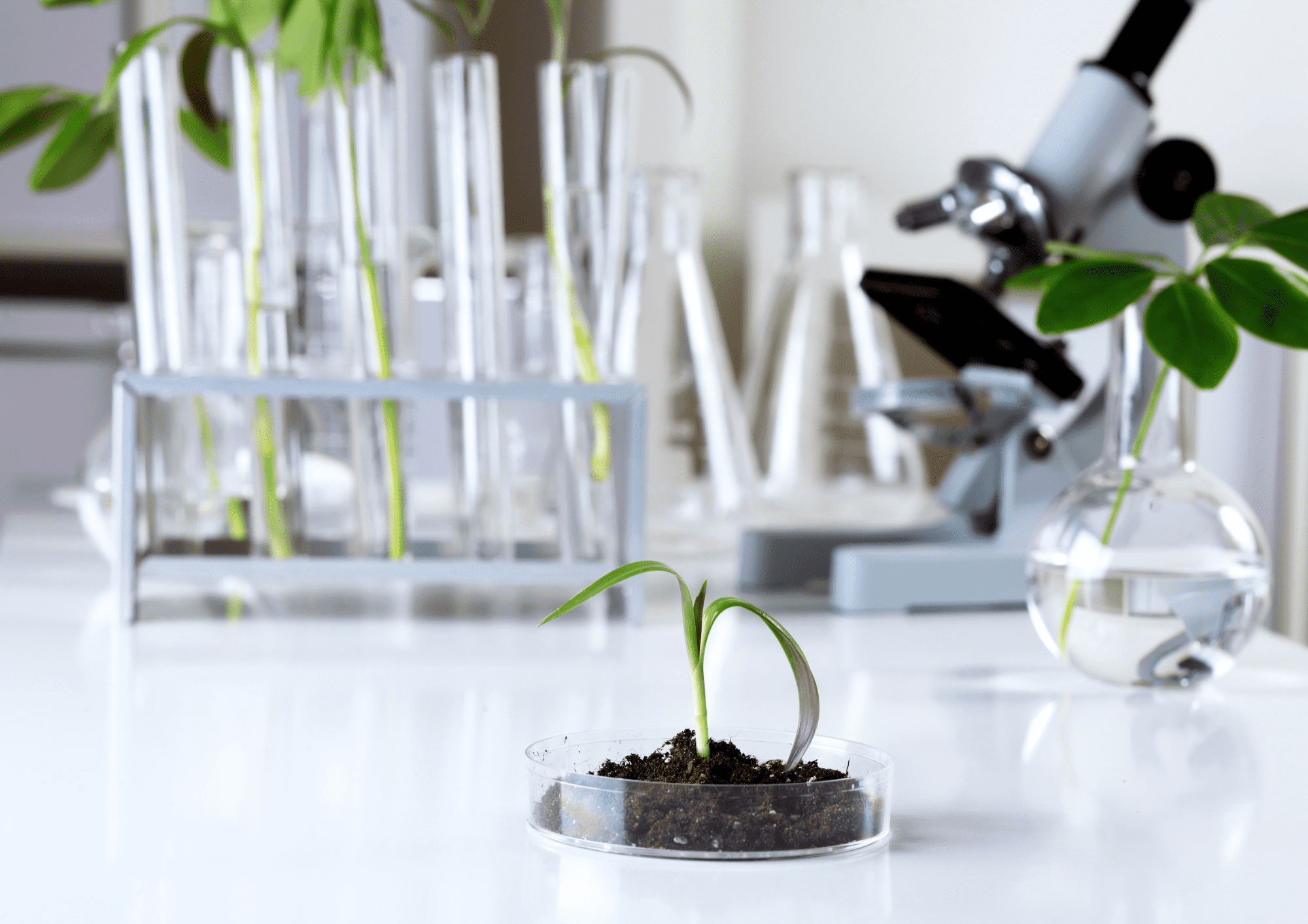 EFSA suggests a detailed risk assessment for conventional-like plants ...